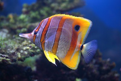 Colorful poissons papillons de poissons vivent dans les récifs ...