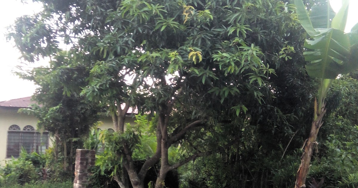 Belajar-Bertanam-tanaman: Pokok Mangga Apple