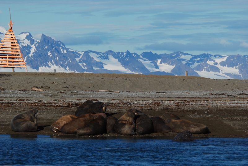 Manta Venäjällä ja Huippuvuorilla 2012: Mursut