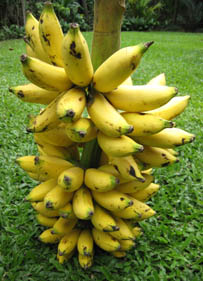 Going Bananas: A Wonder Fruit called Banana