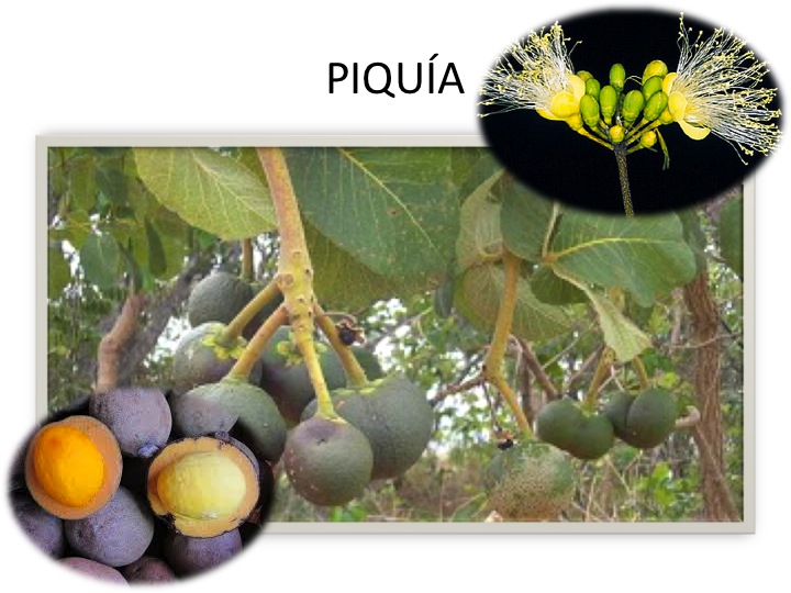 PAPÁBETO y CUCÚ: FRUTAS 08 Otras frutas: Las más raras entre las raras