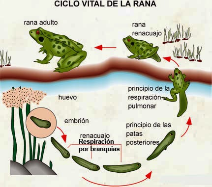 REPRODUCCIÓN EN VERTEBRADOS: REPRODUCCION DE ANFIBIOS