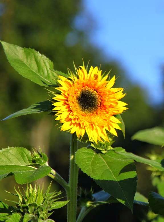 Getting Stitched on the Farm: A Sunflower Garden Planting Guide