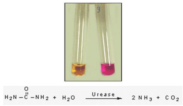 REVISTA LABBLOGGER CLINICO: 2012-05-13