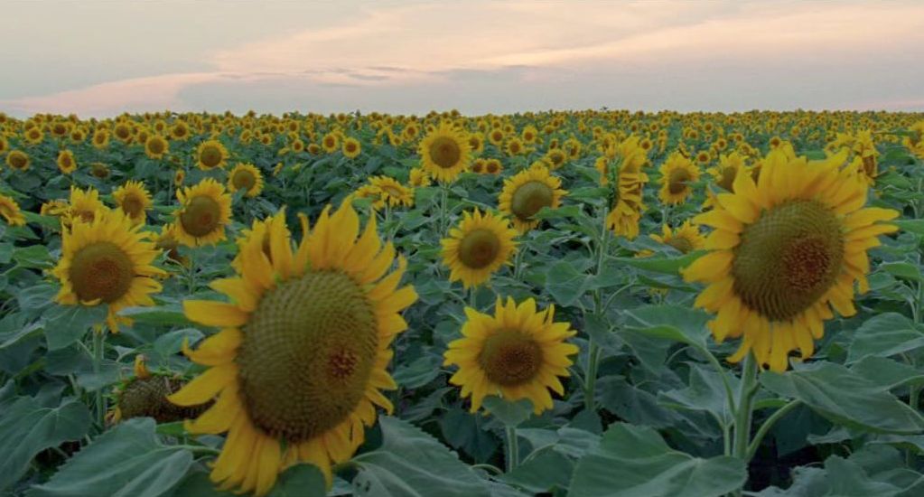 Examples of great color grading : r/Filmmakers