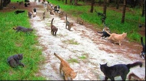 on target shooter nz: Fragmented NZ Shooting Scene: Herding Cats: