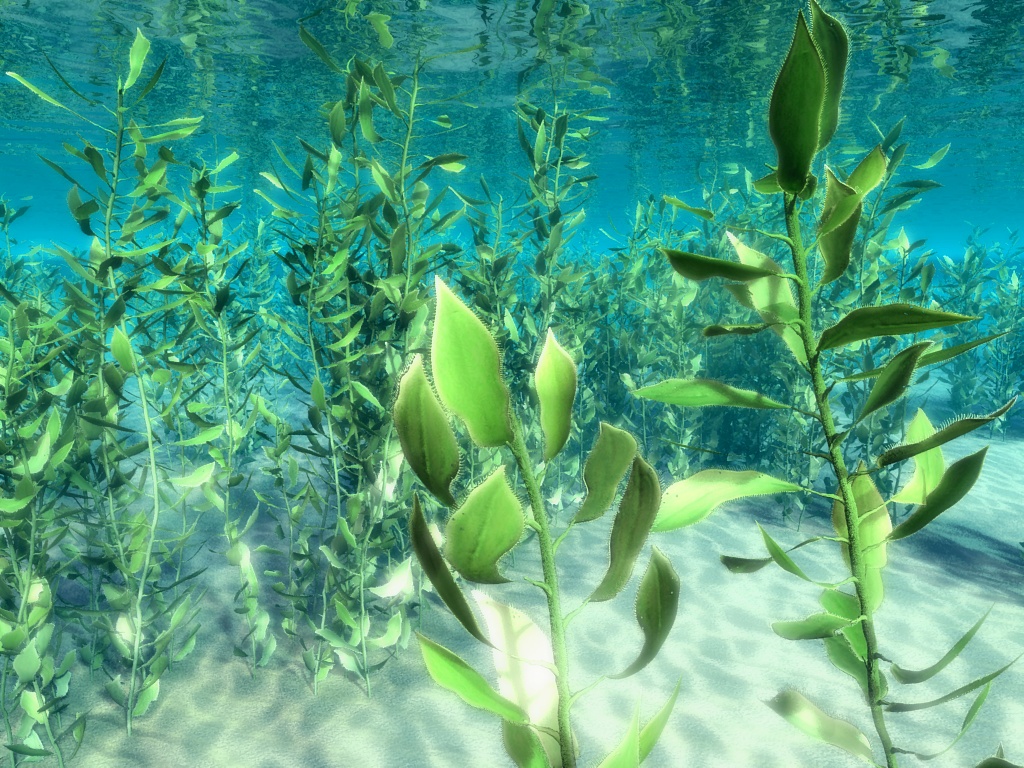 Algele - Enciclopedia Naturii