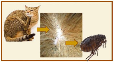 CARA MUDAH ATASI MASALAH KUTU PADA KUCING...