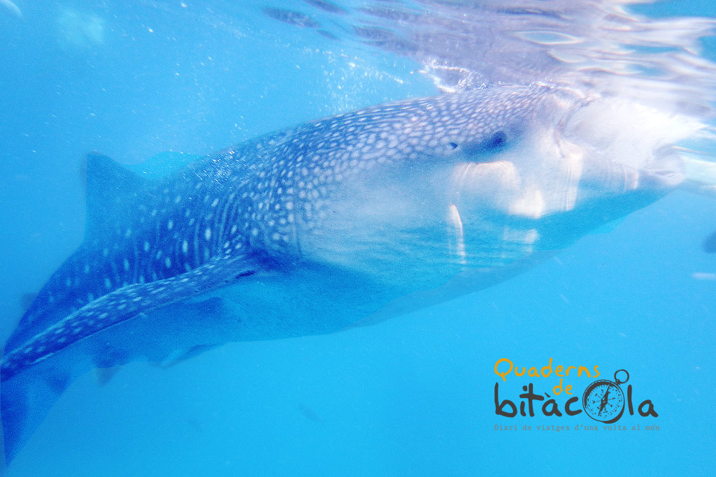 Filipines sota l'aigua, el país de les 7000 illes ~ Quaderns de bitàcola