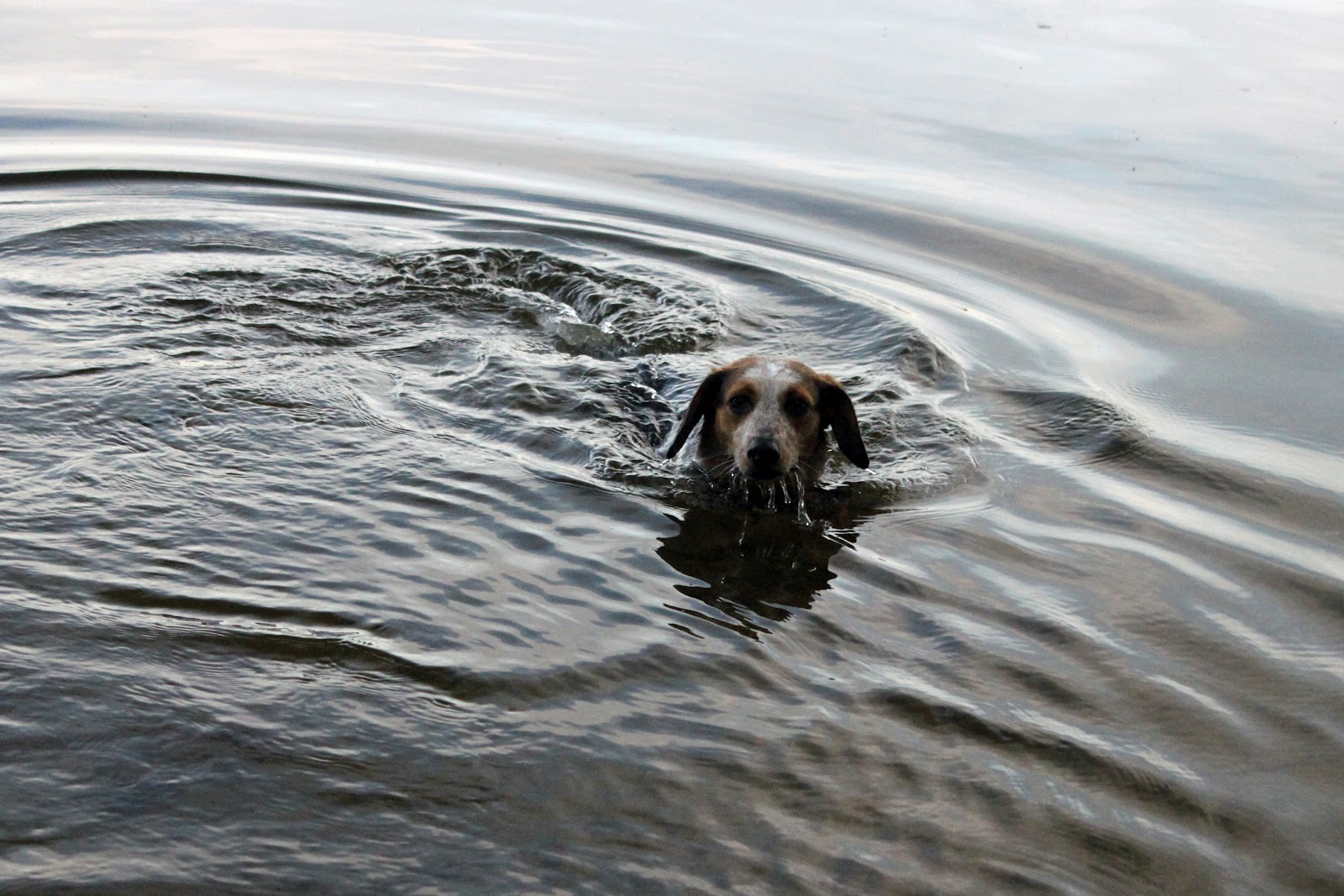 Magnolia The Therapy Dog: Limber Tail: The Perils of Cold Water