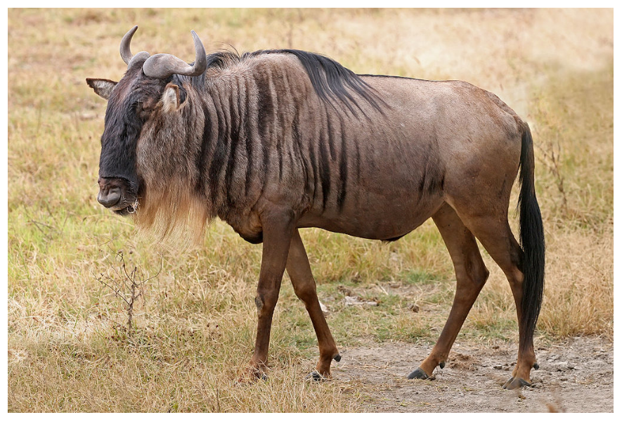 Quase Tudo 3: Músicas, Filmes, Vídeos, Futebol e etc.: ANIMAIS EM GERAL ...