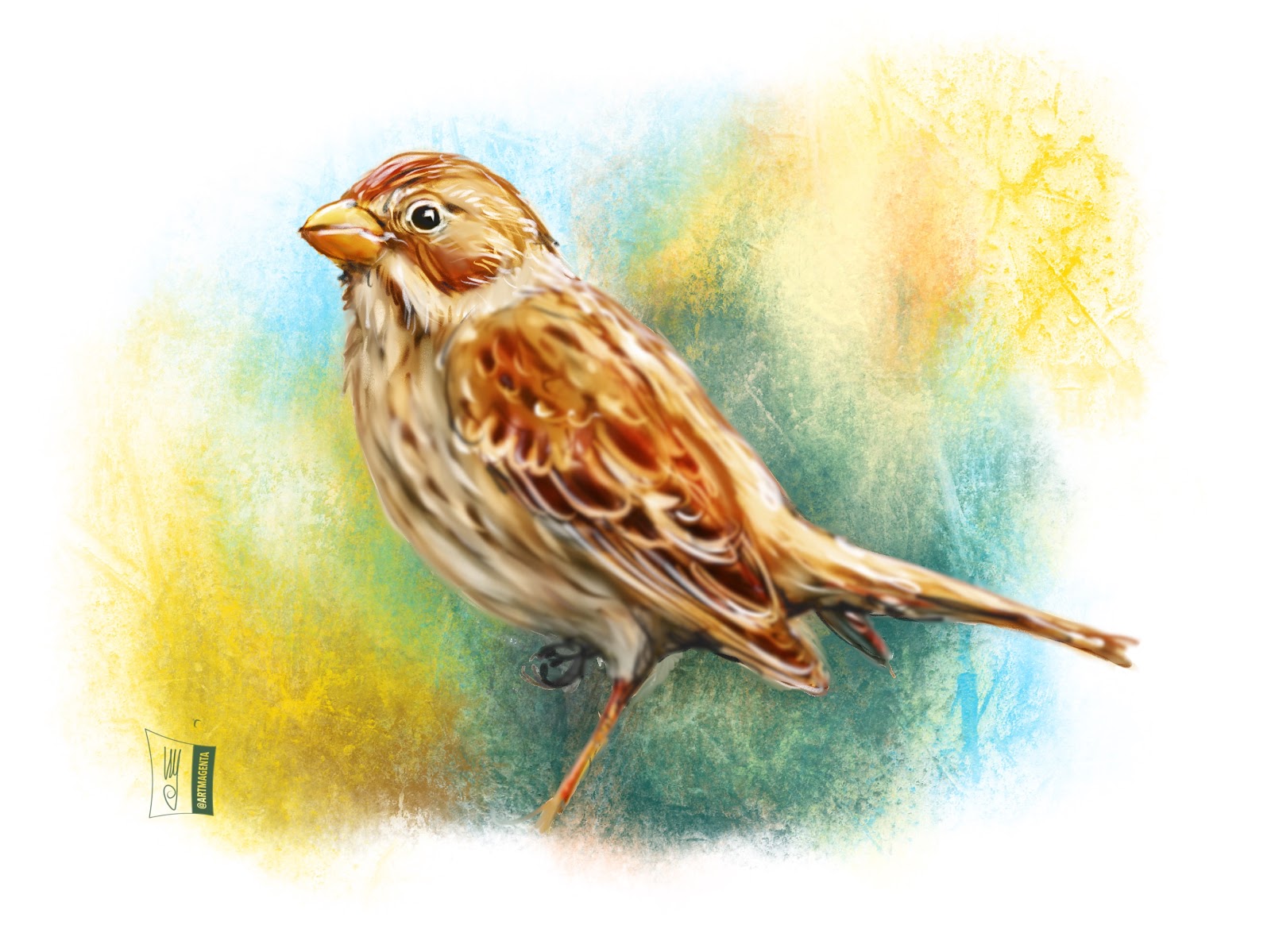 Birds: Corn Bunting