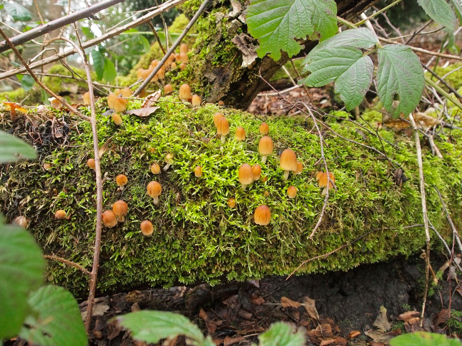 Calderdale Fungi - Halifax Scientific Society - Mycology Section: Crow ...