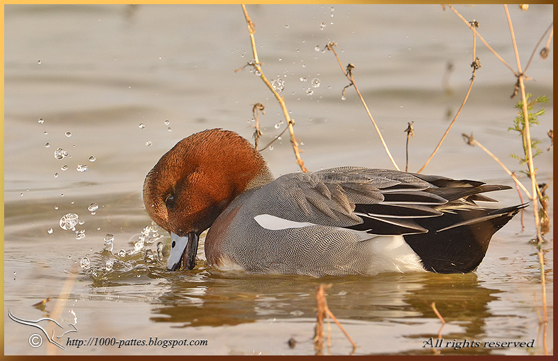 WILDLIFE GATEWAY: Les canards de surface