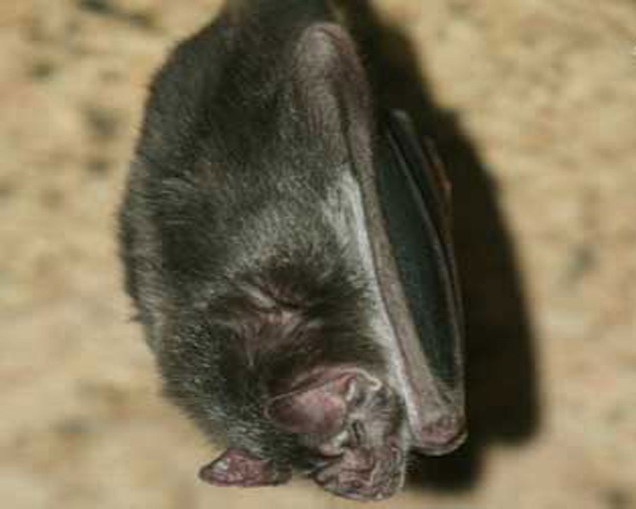 Best Jungle Life: Vampire Bats & Vampire Bats Pics