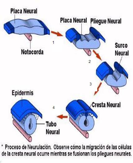 NEUROANATOMIA: Embriologia do Sistema Nervoso