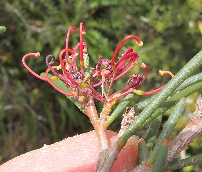 Esperance Wildflowers: Hakea strumosa – Proteaceae