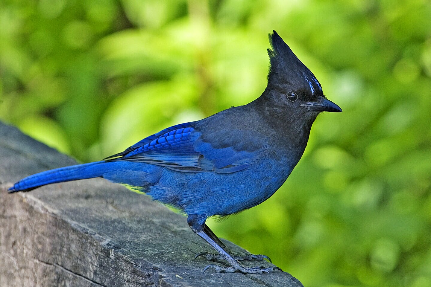 World Beautiful Birds : Steller's jays Bird | Amazing Facts & Latest ...