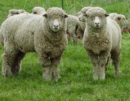 Klasifikasi Domba | Uchaal