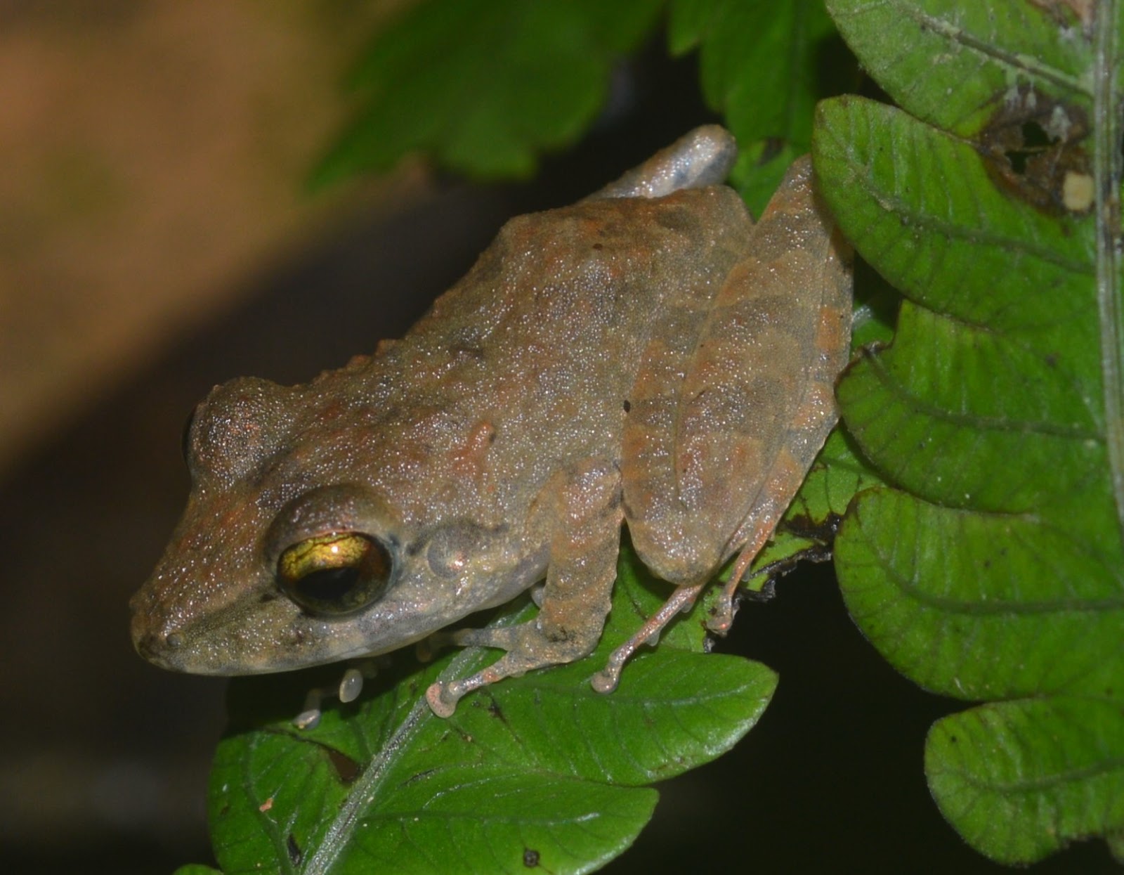 The Fascinating Frogs of Tobago's Main Ridge Reserve