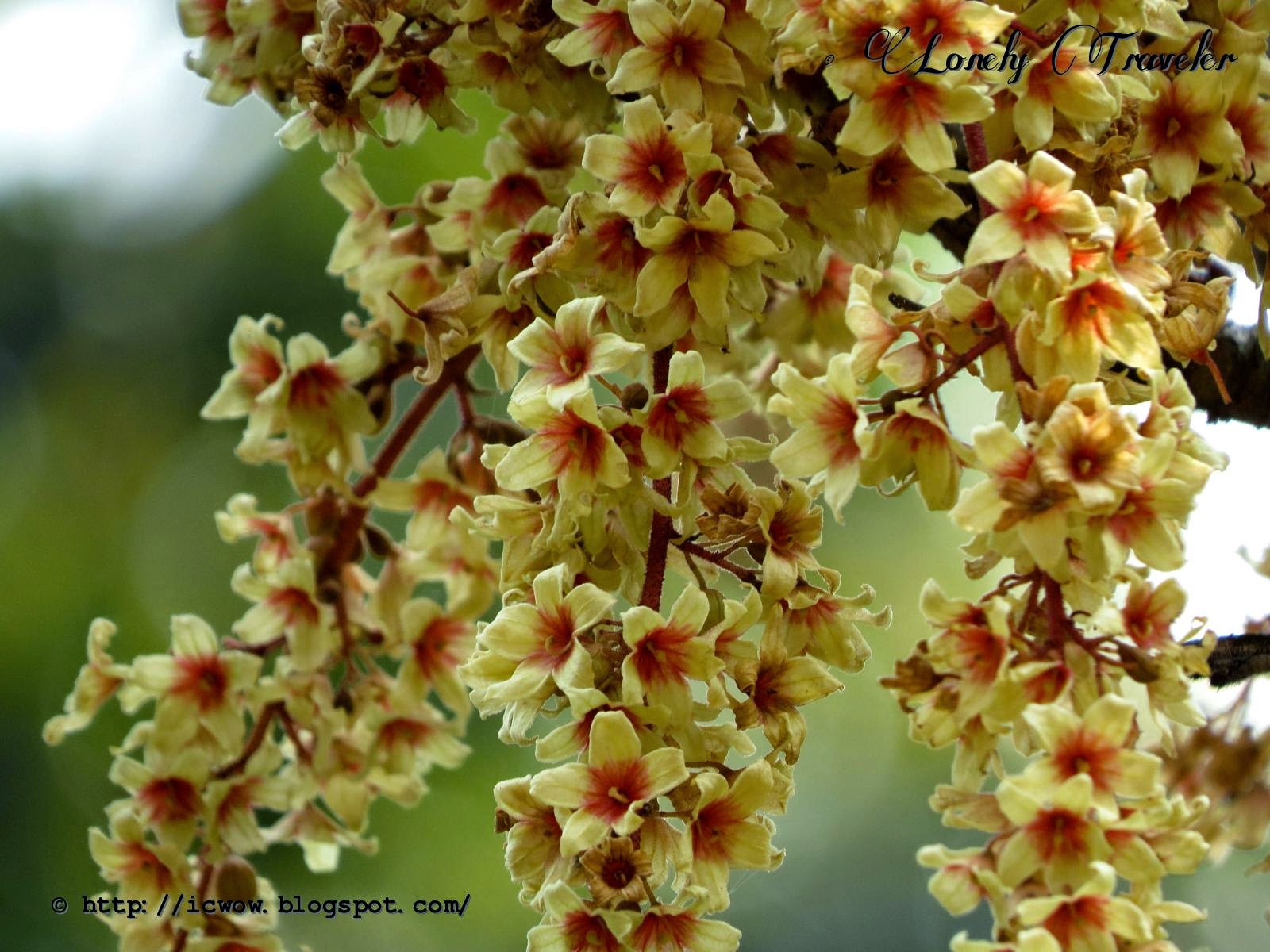 Udal ful (উদাল ফুল) - Sterculia villosa