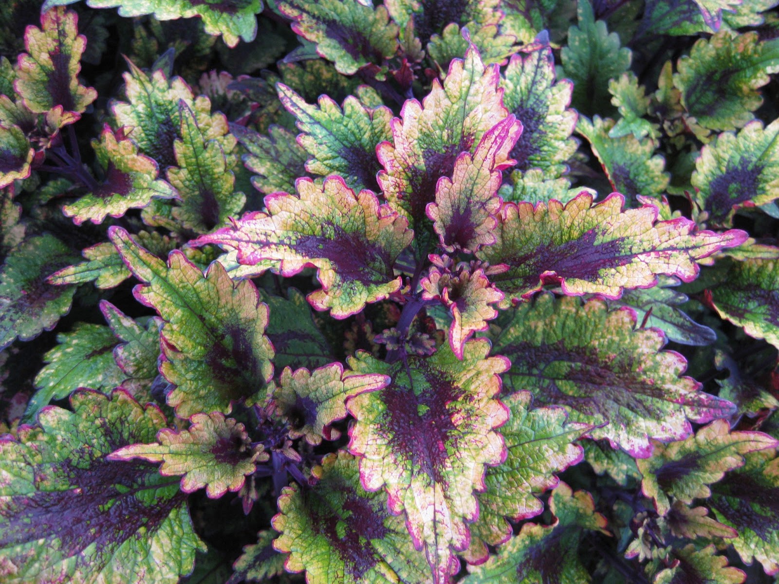 Rotary Botanical Gardens - Hort Blog: Sensational Solenostemon (Cool ...