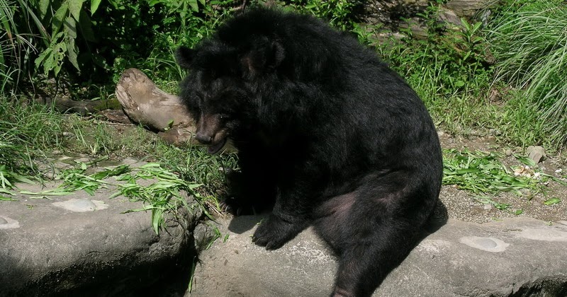 Abe's Animals: Formosan black bear