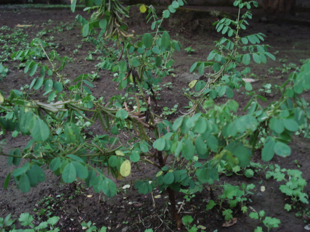 Pewarna Alami Untuk Batik