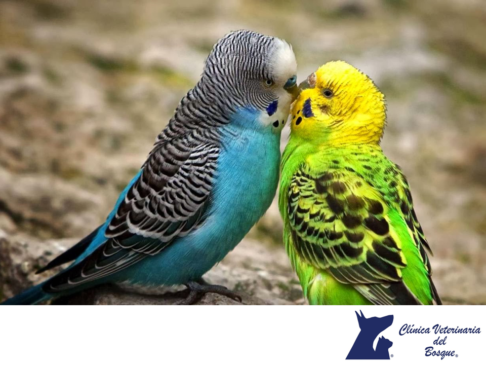 TIPS PARA MASCOTAS: Qué alimentos comen los pericos australianos ...