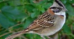 Tierra de Aves: CHINGOLO