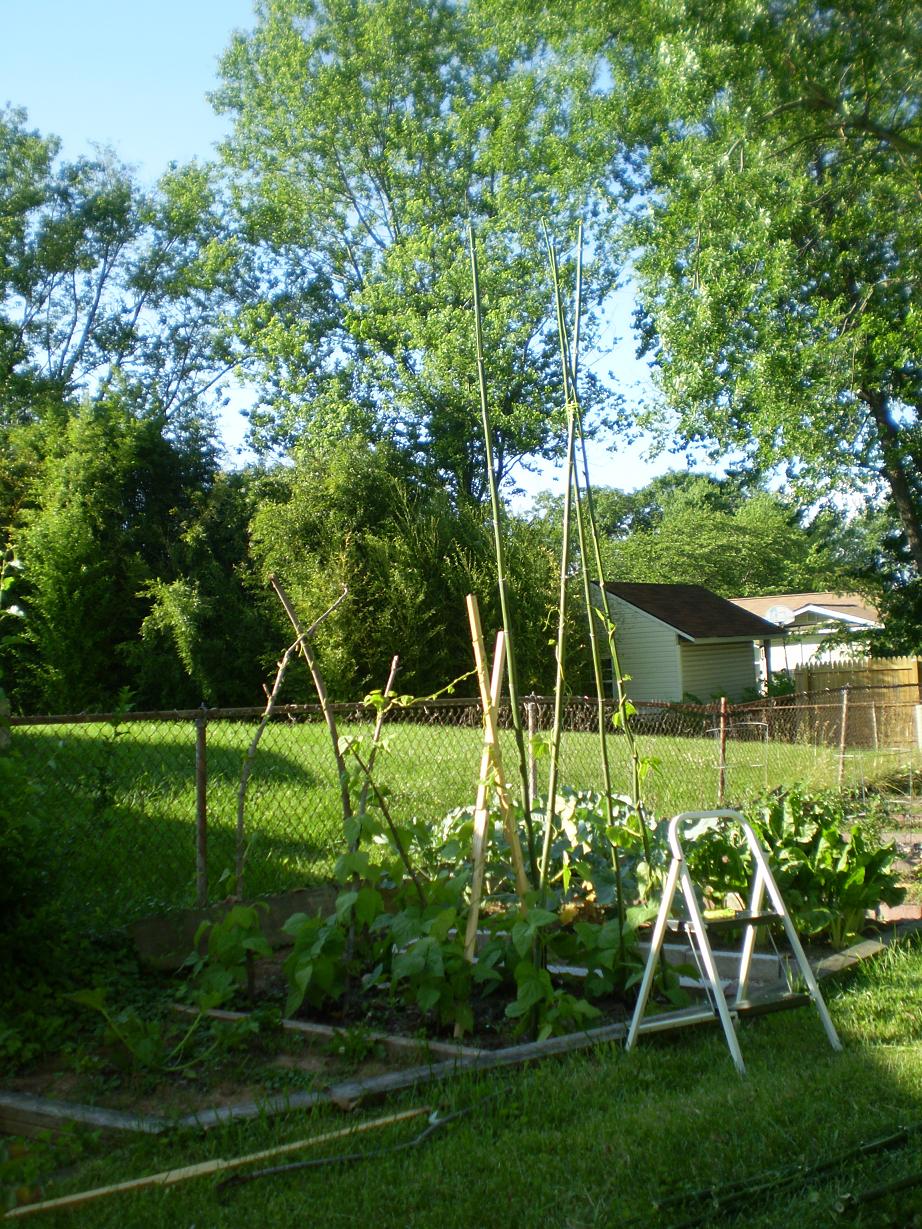 Green Jean: bean poles