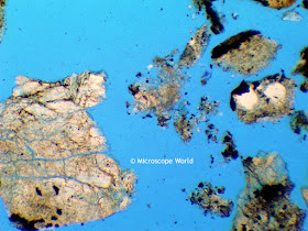 Microscope World Blog: Student Project: Soil Under the Microscope