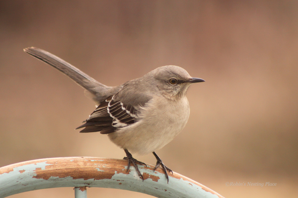 ROBINS NESTING PLACE: Mockingbird Tales and a Little Coffee Humor