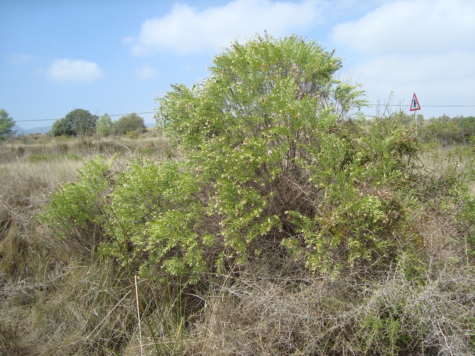 VILANOVA D'ALCOLEA, HISTORIA, PATRIMONIOS Y BIODIVERSIDAD: MATAPOLL.