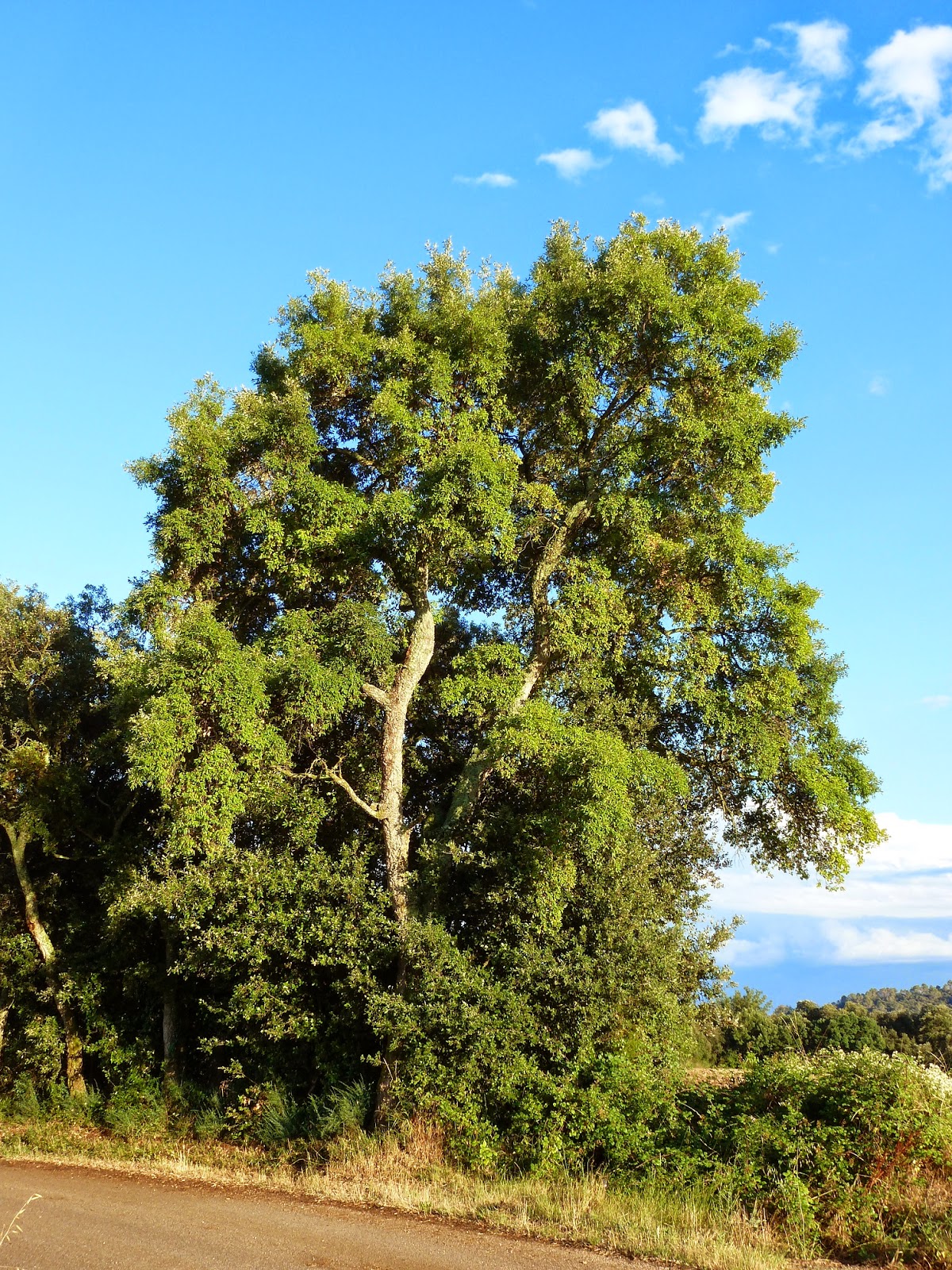 Árboles con alma: Alcornoque. Alzina surera (Quercus suber)