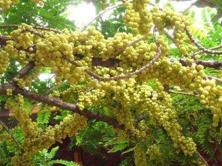 Popular Fruit In Cambodia ~ Share Kapit