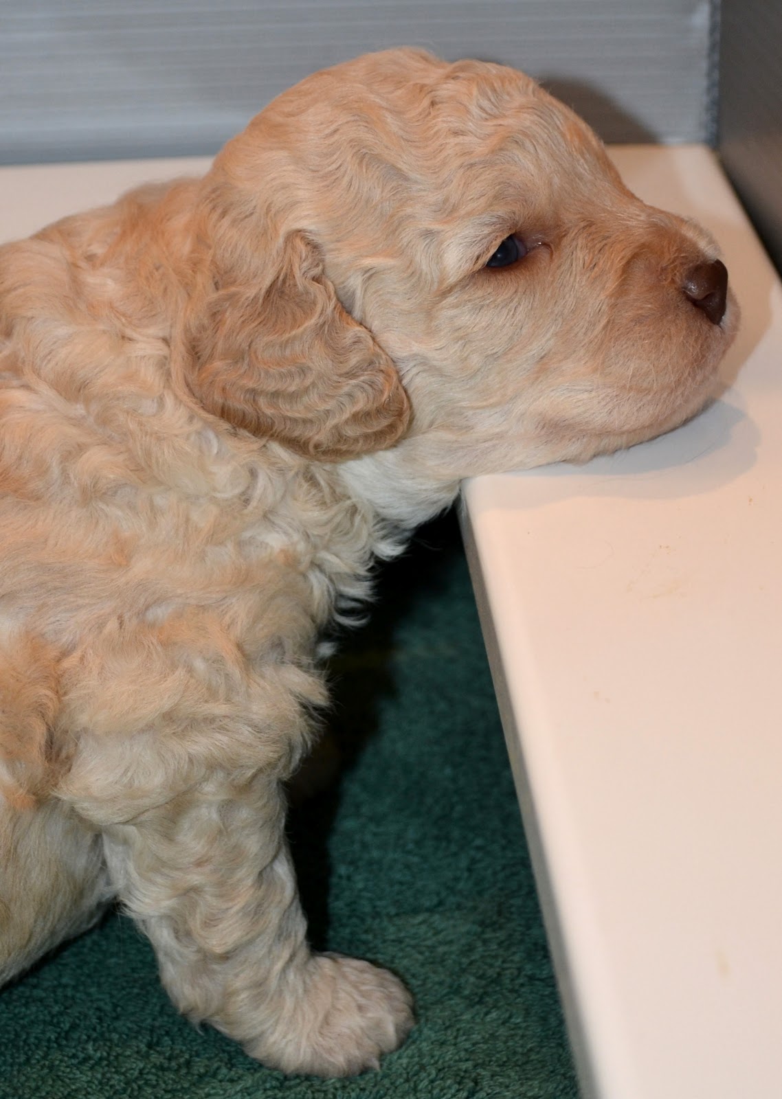 Golden Gate Labradoodles: Authentic Australian Labradoodles: Caramel ...