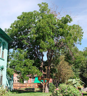 Garden Musings from Memphis Area Master Gardeners: Bad tree, bad tree!