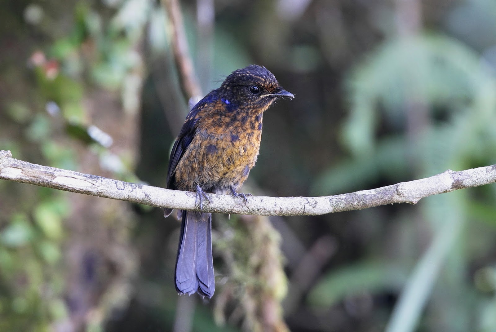 Mike is the name Birding is the game ( Birding in Malaysia - Malaysian ...