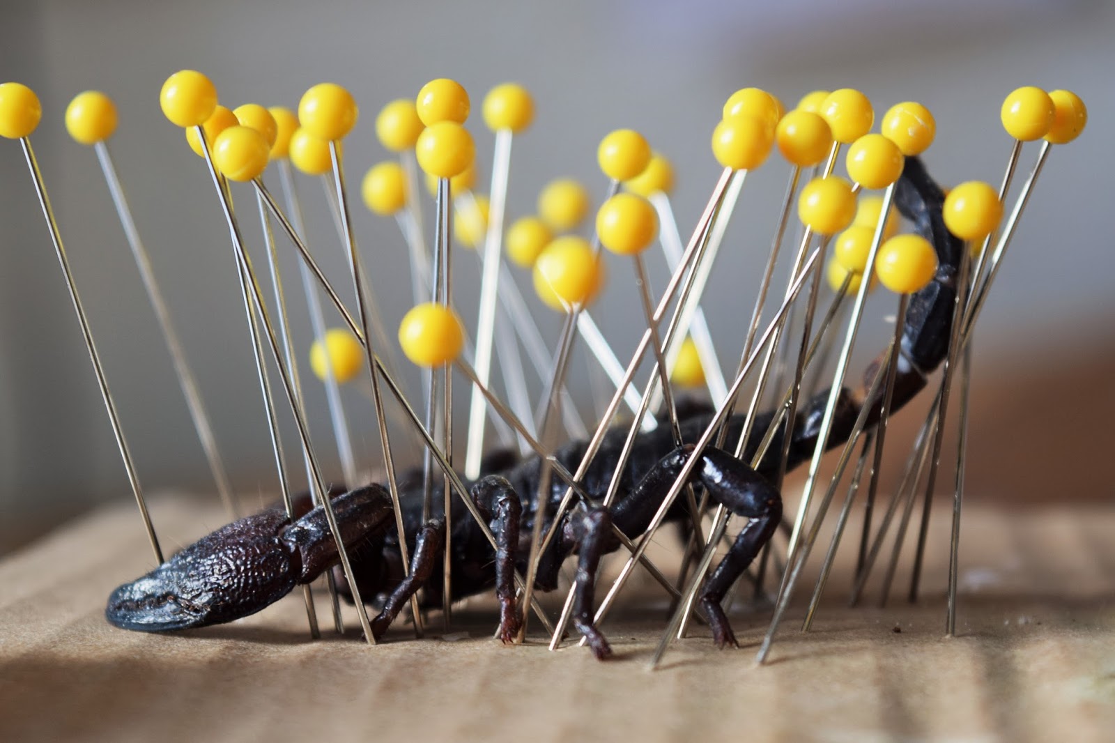 indietutes: Dry mounting a scorpion