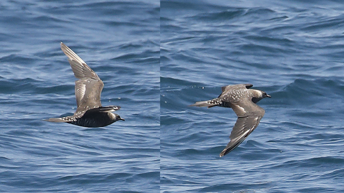 mis fotos de aves: Stercorarius parasiticus Salteador Chico Arctic Jaeger
