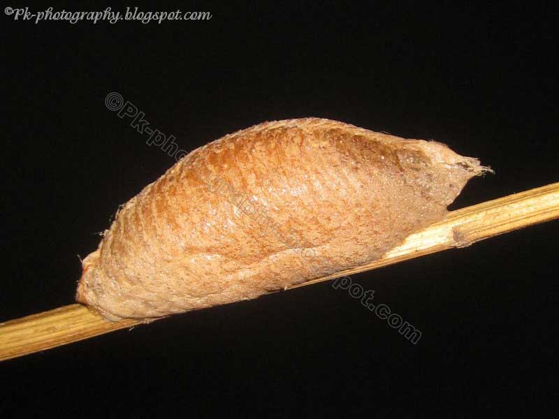 Praying Mantis Eggs | Nature, Cultural, and Travel Photography Blog