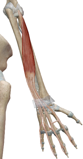 VAMO A ESTUDIAR MEDICINA: MÚSCULOS DEL ANTEBRAZO