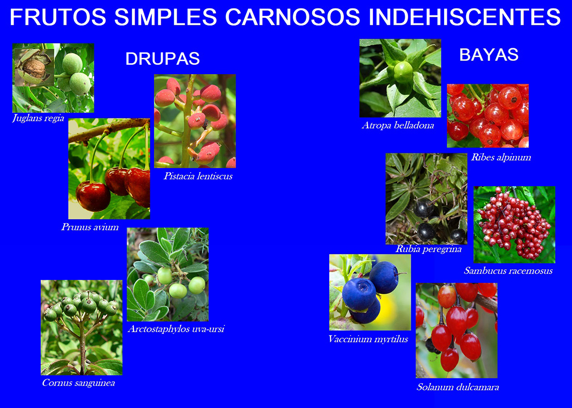 Frutos Carnosos
