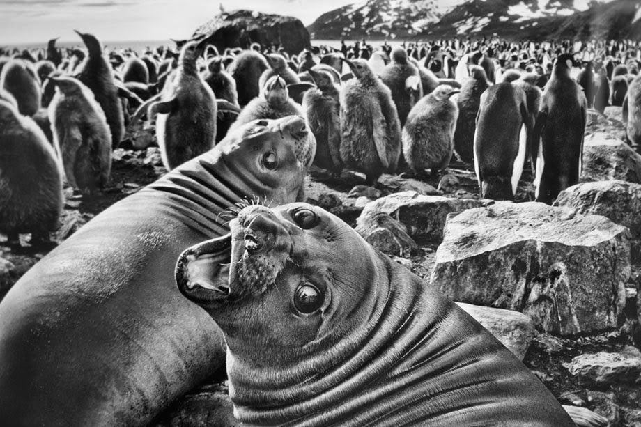 aguas do sul: Génesis de Sebastião Salgado