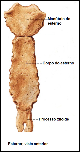 Atlas de Anatomia Humano : Sistema Esquelético