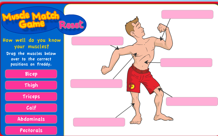 PROYECTO BILINGUE CBM: Muscle Match Game
