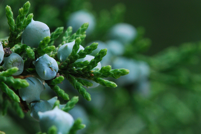 Fruit Seeds of Southern Michigan: Juniperus virginiana -- Eastern Redcedar