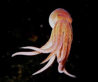 Ilmu Pengetahuan: Cephalopoda