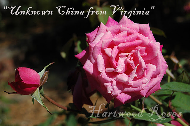 Hartwood Roses: Planting a Rose